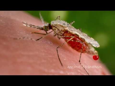 Satellites Can Predict Malaria Outbreaks Months Before It Happens
